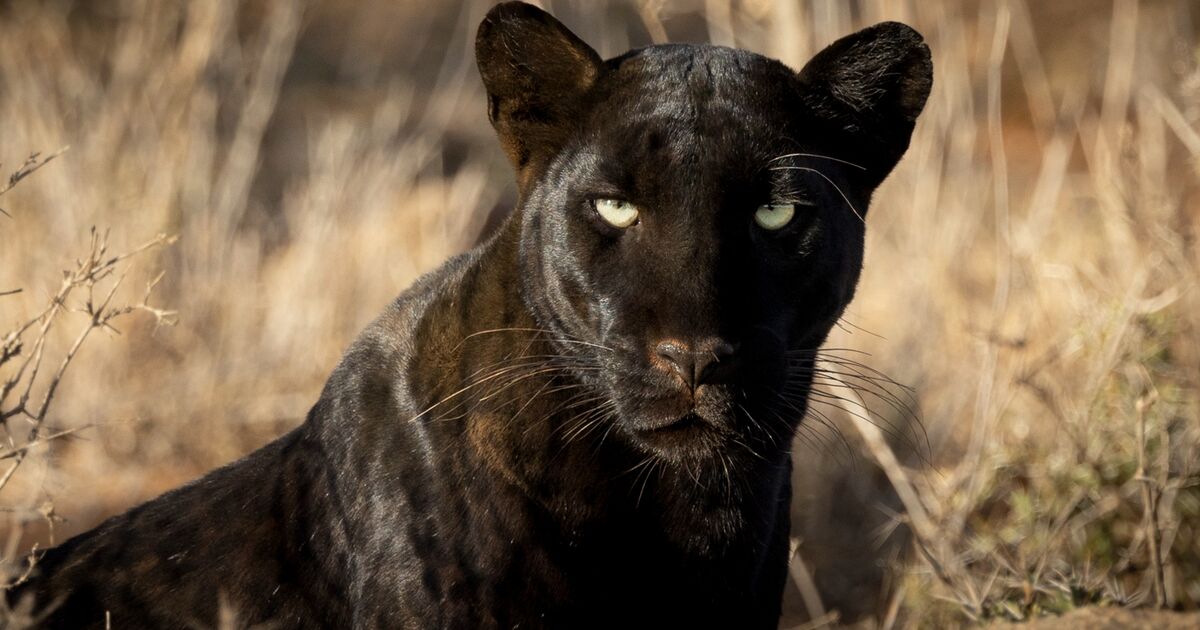 Roger Hooper Wildlife Photography | Coin Street