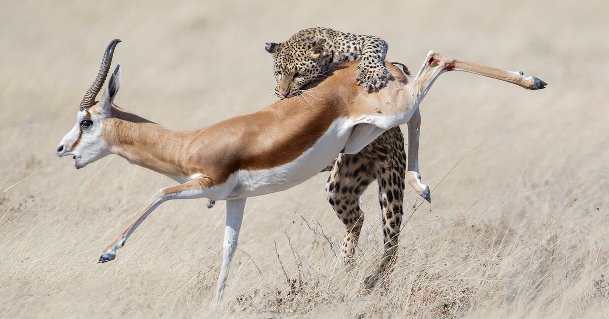 Remembering Wildlife | Remembering Leopards Exhibition | Coin Street